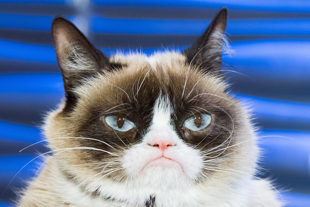 Google des Tages: Grumpy Cat - die mürrische Katze ist tot